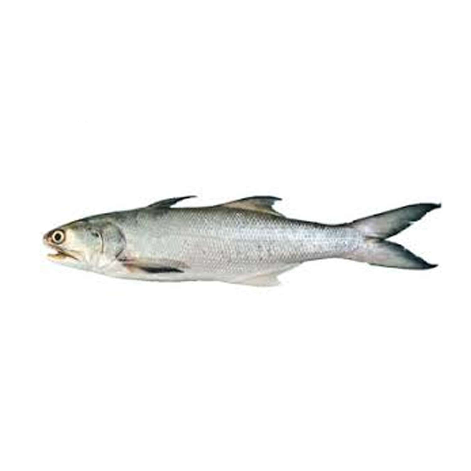 Rawas (Indian Salmon) Per kg – Ushu Mart
