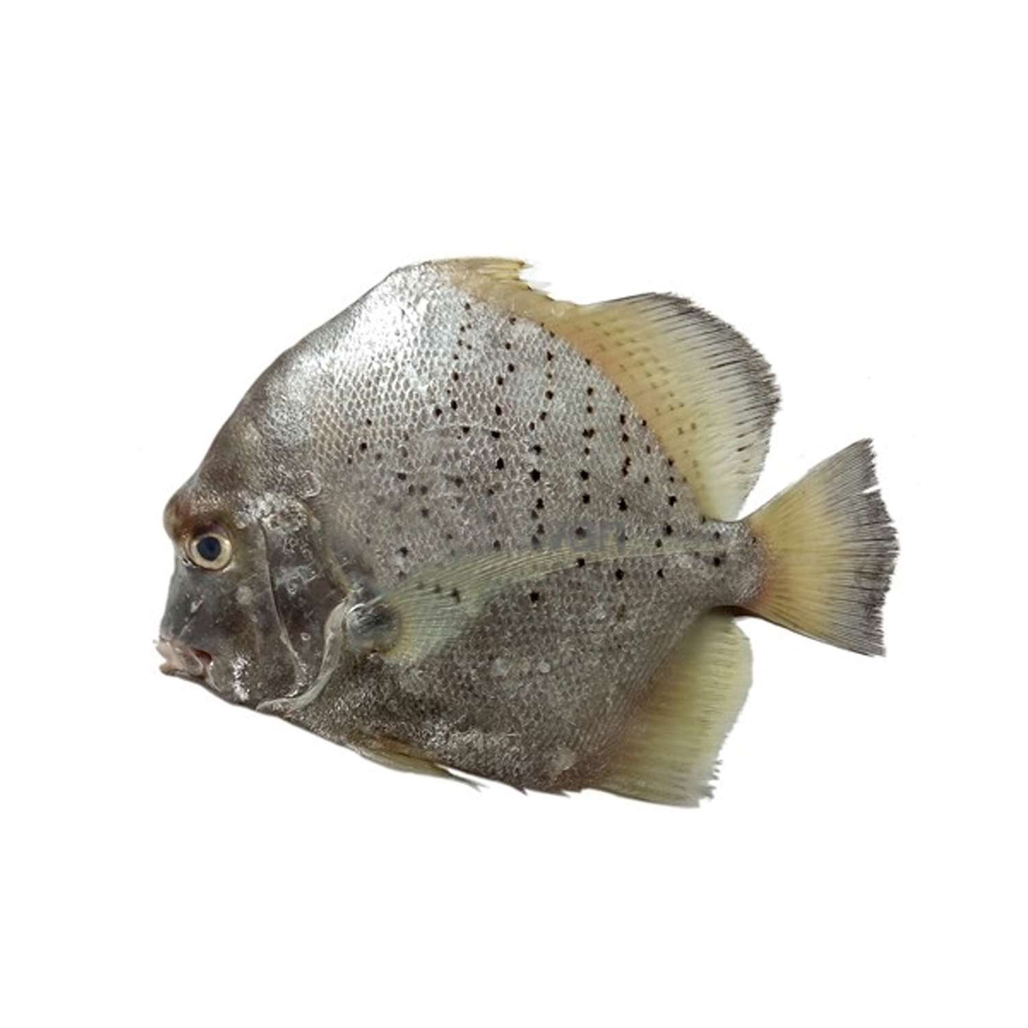 Jalebi Paplet (Spotted Sicklefish) Per kg – Ushu Mart